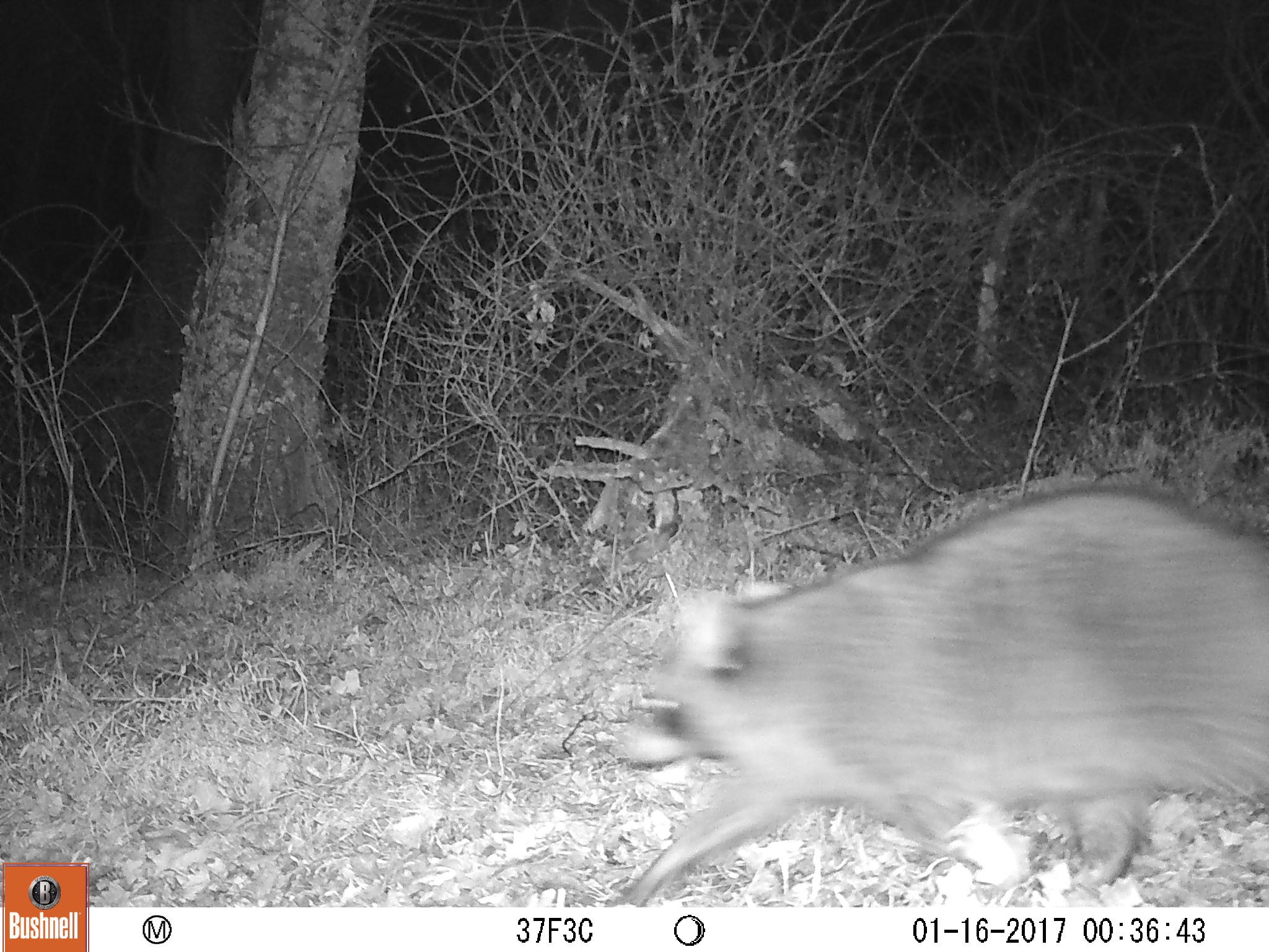 Night time critters | Kidwell Garden